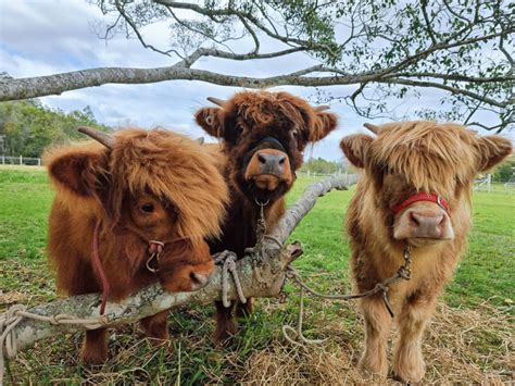 Home Mini Highland Cows For Sale
