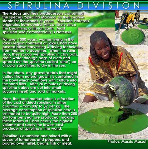 Growing Spirulina Commercially