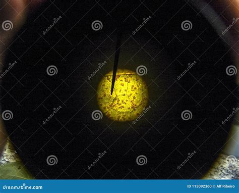 Soy Leaf In Microscope Stock Illustration Illustration Of Cultivate