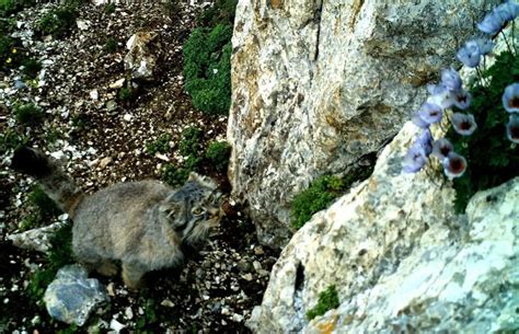 要是伊犁鼠兔在我面前灭绝的话，我这辈子确实是无言了 搜狐大视野 搜狐新闻