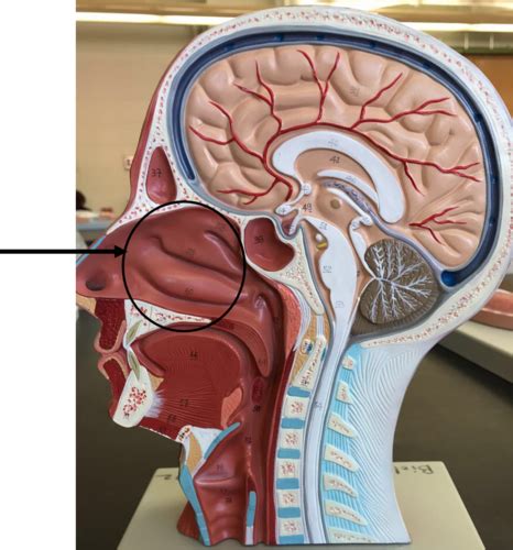 Lab Exam 3 Flashcards Quizlet Lab Exam 3 Flashcards Quizlet