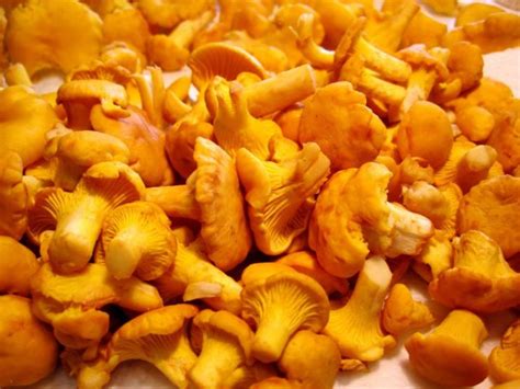 Pfifferlinge Einfrieren Rezept Mit Bild Kochbarde