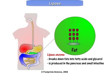 Y7 Life 10 Digestive Enzymes Ppt Digestive Disorders Diseases And