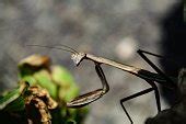 Free Picture Green Praying Mantis Insect Stagmomantis Carolina