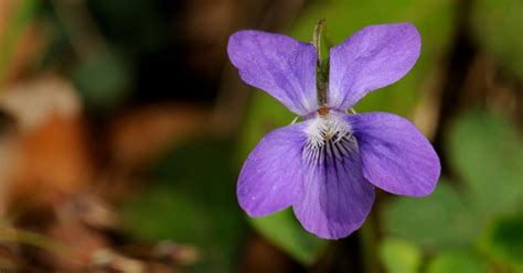 Quest Ce Que La Violette Bienfaits Et Plaisir Des Fleurs De