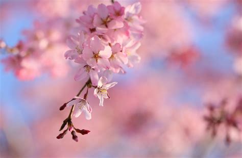Watercolor Cherry Blossom Wallpapers Top Free Watercolor Cherry