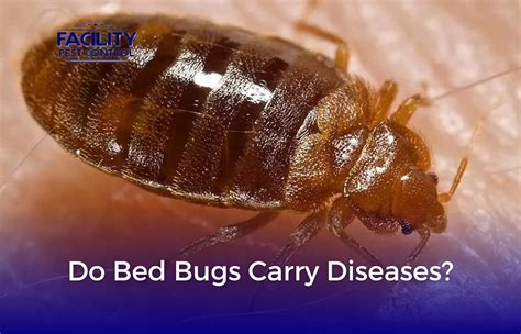 Do Bed Bugs Carry Diseases Facility Pest Control