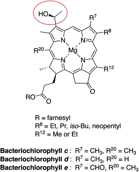 Bacteriochlorophyll Coloring Pages 2025