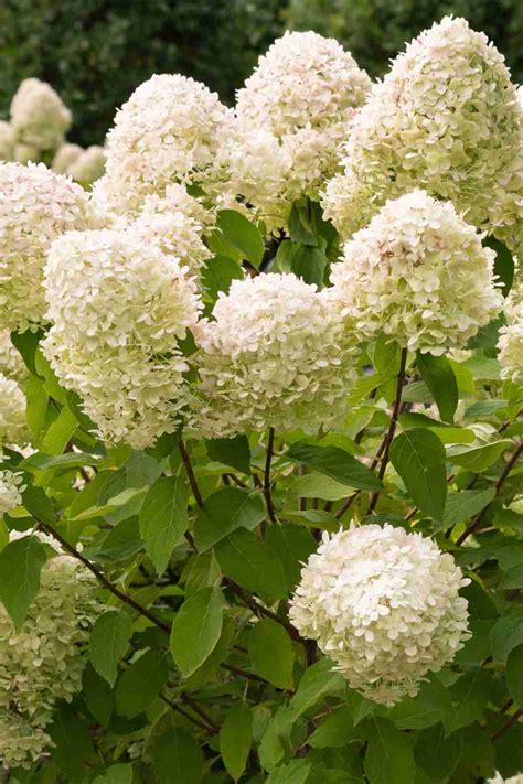 13 Dwarf Hydrangea Varieties Perfect For Small Gardens Hydrangea Love
