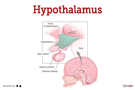Hypothalamus Human Anatomy Picture Functions Diseases And Treatments