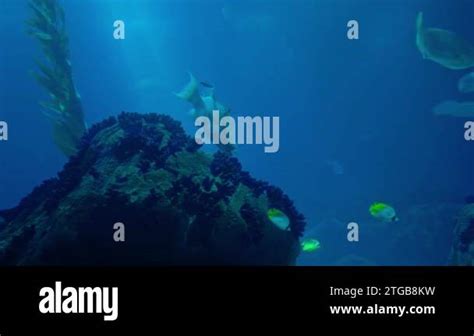 Napolean Fish Stock Videos And Footage Hd And 4k Video Clips Alamy