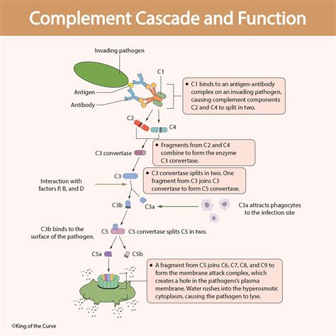 🧬 Complement Cascade And Function How Your Immune System Destroys