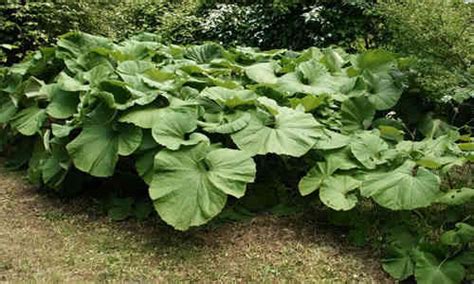 Petasita Petasites Hybridus