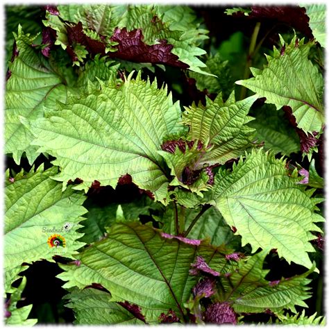 Perilla Frutescens Perilla De Corea 300 Semillas