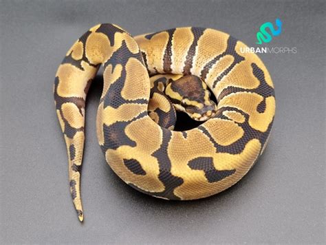 Enchi 66 Het Toffee Ball Python By Urban Morphs