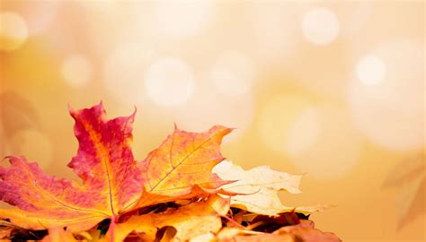 Maple Leaf Border Background Premium Photo Rawpixel