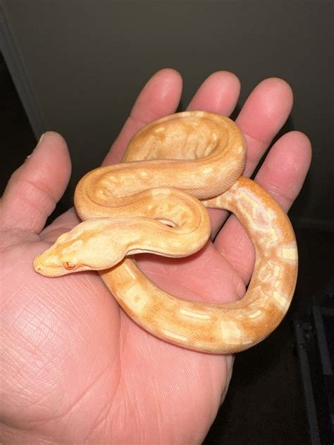 Boa Constrictor Morphs