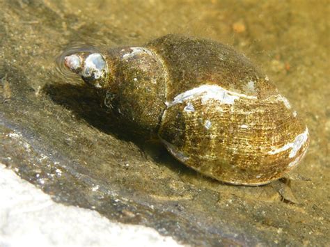 Chapter 11 Structure And Function Of Invertebrates Flashcards Quizlet