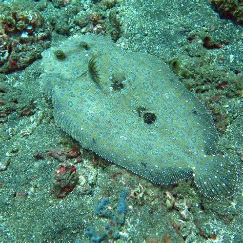 How To Make Flounder Taste Good