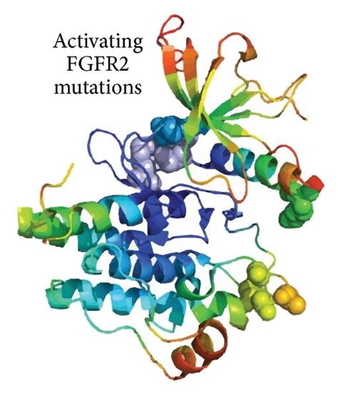 Functional Dynamics And Structural Map Of The Fgfr2 And Fgfr3 Cancer