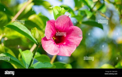 Allamanda Blanchetii Purple Allamanda Violet Allamanda Allamanda