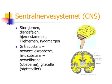 Ppt Nervesystemet Powerpoint Presentation Free Download Id856250