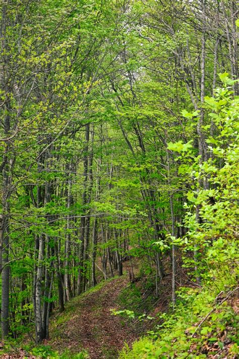 Woods Forest Prints Nature Photography Prints