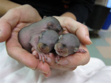 Squirrel Newborn