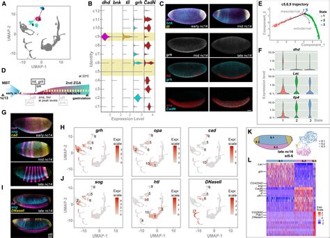 Single Cell Transcriptomics Illuminates Regulatory Steps Driving Anterior Posterior Patterning