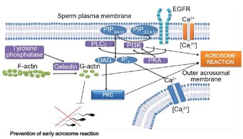 Regulation Of Sperm Capacitation And The Acrosome Reaction By Pip2 And