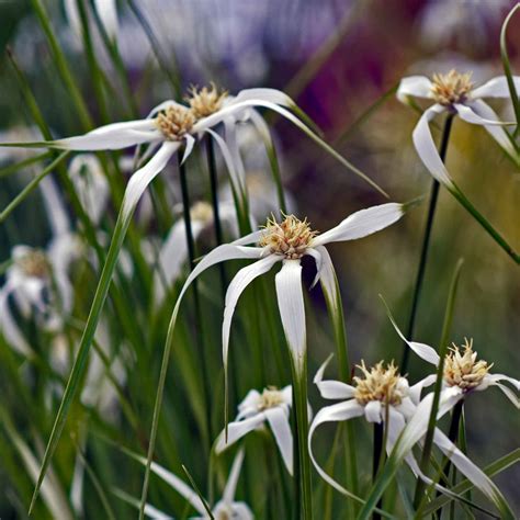 Star Grass Dichromena Colorata Roots Plants
