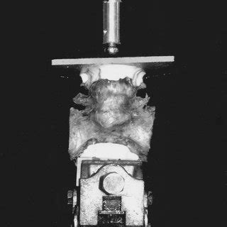 Anterior View Of The Testing Construct Download Scientific Diagram