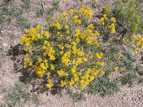 Asteraceae Image 809 At