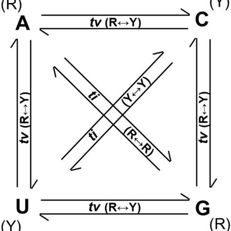 Different Substitution Mutations In The Genome Figure Presents Twelve Download Scientific