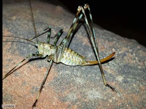 Tettigoniidae Diet