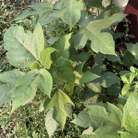 Broussonetia Papyrifera Paper Mulberry Indian Trees