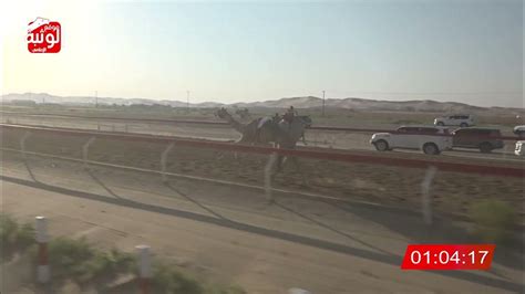 الشوط 11 الشاهينيه لـ منصور محمد بن عنوده العامري 220 ، شارة الصندوق 20240321 فطامين الساد