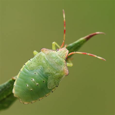 British Shieldbug Guide How To Identify And Where To See