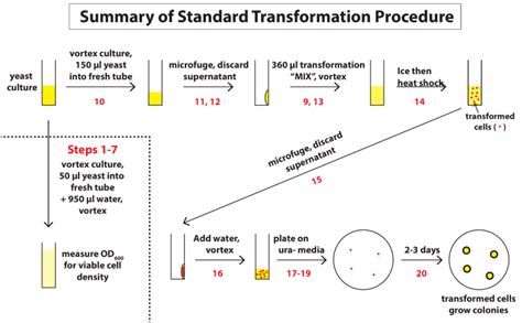 Yeast Transformation Procedure Diagram