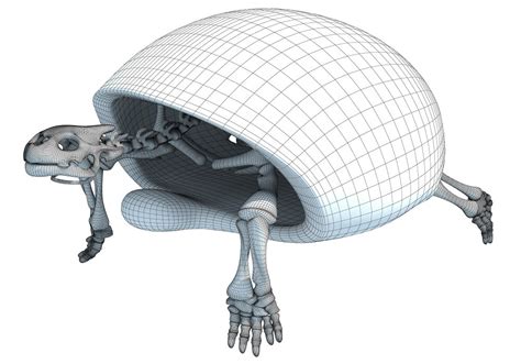 Tortoise Turtle Skeleton 3d Model Download Reptile On