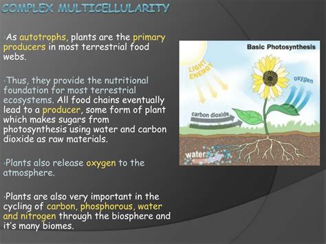 Ppt Exploring Complex Multicellularity In Kingdom Plantae Powerpoint