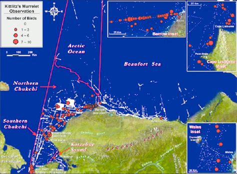 Locations Of Kittlitzs Murrelets Recorded In Northern Alaska During