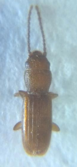 Cryptolestes Duplicatus Cryptolestes Bugguidenet