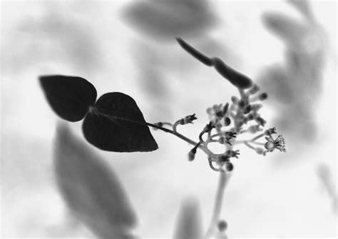 Premium Photo Bright Nature Background Flora Plants Negative Mode