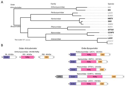 Bunyaviral Cap Snatching Endonuclease Activity And Inhibition With