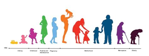 Women S Life Stages