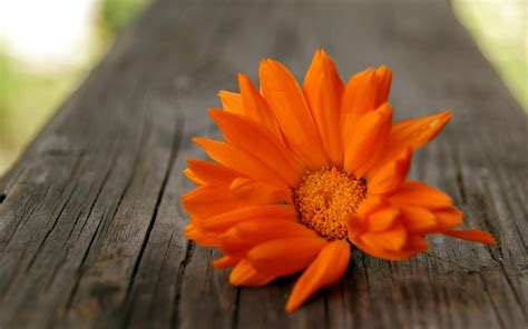 Orange Color Wallpapers Top Free Orange Color Backgrounds