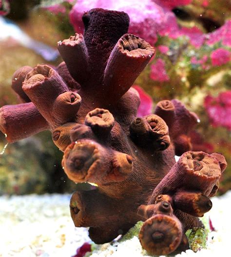 Sun Polyps Photograph By Puzzles Shum Fine Art America