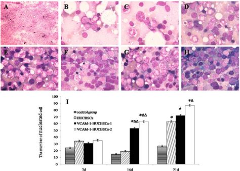 Figure 1 From Reconstruction Of Hematopoietic Inductive Microenvironment After Transplantation