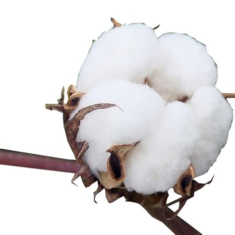Organic Raw Cotton Purity 99 Purity Pattern Plain At Best Price